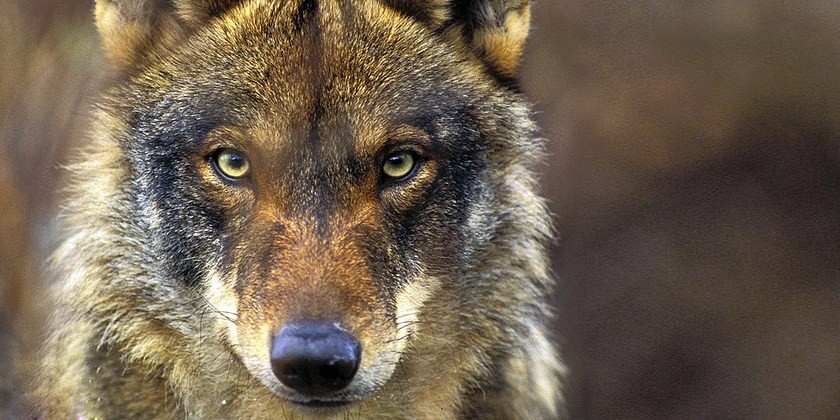 EN LA MIRADA DEL LOBO, DEL ITALIANO ALESSIO BRANDOLINI. COMENTARIO DE ...
